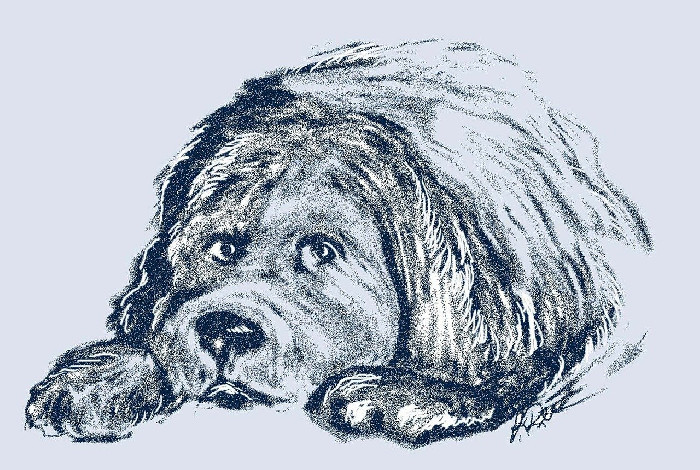 Rotukoirien elinvoima ja terveys paranee kun rotukäsitettä väljennetään